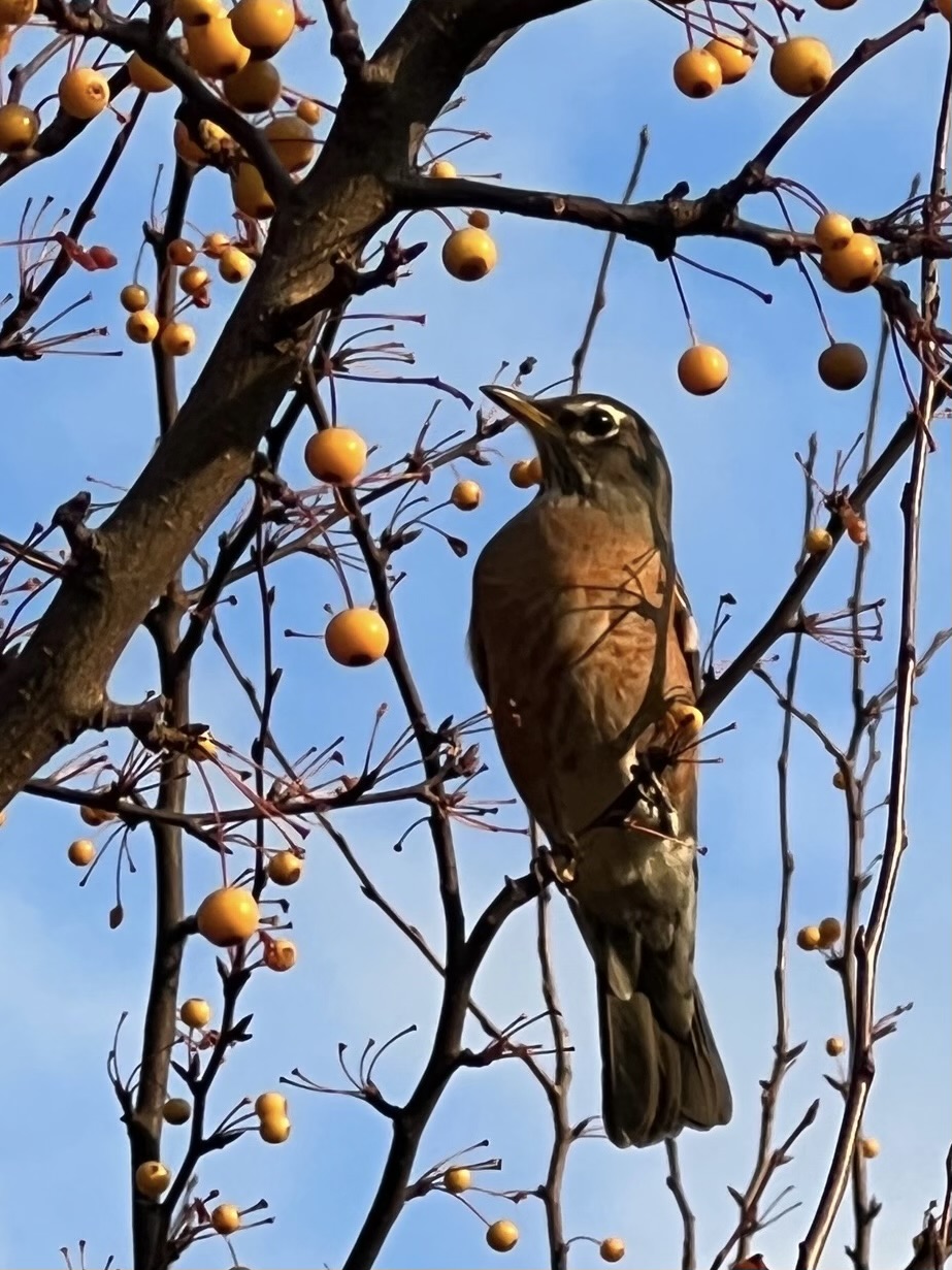 31_robin_berry_tree – Massachusetts Civics Online